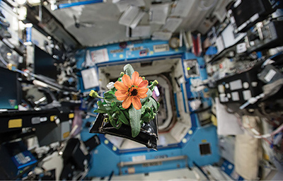 Plant Food for Space Grows Crops on Earth
